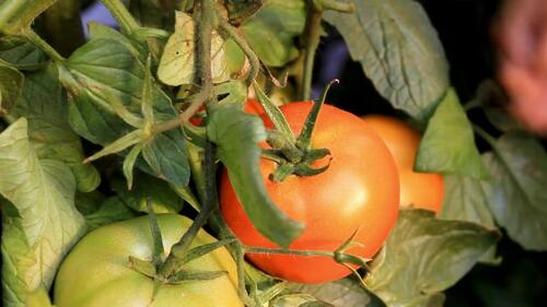 Summer Video Scenes- Language Activity by Speech Language Goodies