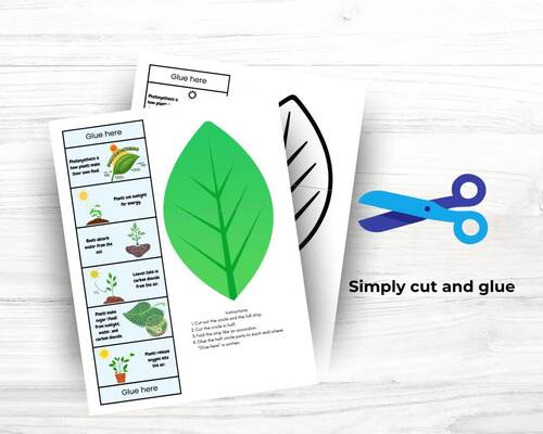 Photosynthesis Fold Out Craft Plant Science Activity by Golden Ash Designs