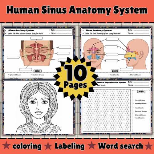 Human Sinus Anatomy System | Labeling Worksheets, Diagram & Word Search ...