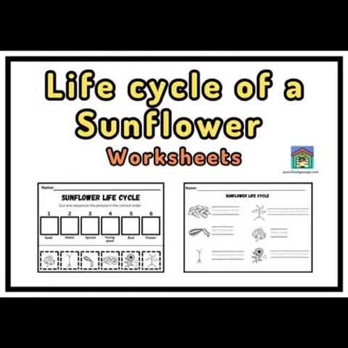 Life Cycle of a Sunflower. Educational Worksheets for Growing Minds