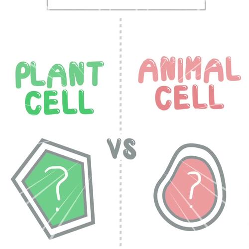 Plant VS Animal cell structure - All in ONE!! (Bundle worksheets)