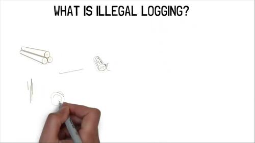 What is Illegal Logging? | Boom™ Learning Cards | Environmental Earth ...