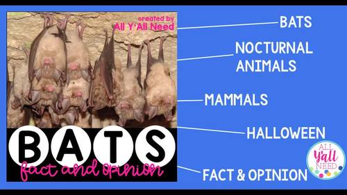 Bats Fact and Opinion Video Preview by All Y'All Need | TpT