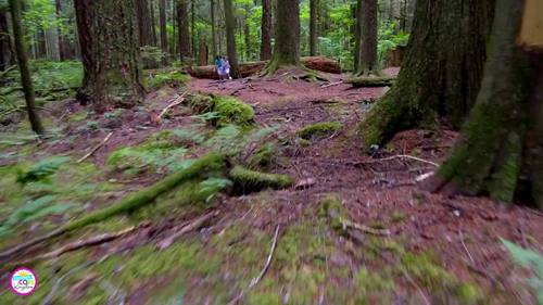 Paired Fiction & Nonfiction Camping Escape Room & Webscape™ - 4th & 5th ...