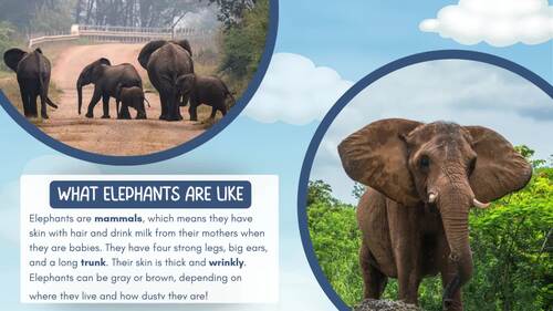 All About Elephants: Safari Science & Nonfiction Animal Research PPT