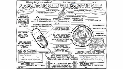 Prokaryotic vs Eukaryotic Cells Doodle Notes & Quiz (PDF & GF) | Cell Types