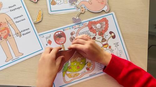 Digestive System Anatomy Bundle: Organs Activities | Cycle of Food ...