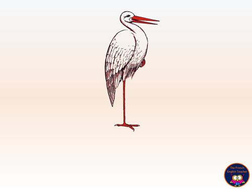 LE VOCABULAIRE DES OISEAUX - POWERPOINT on birds vocabulary in French