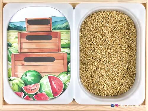 Watermelon Size Sorting FLISAT Insert: Sort the Watermelons by Size ...