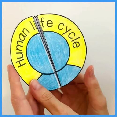 Human life cycle foldable sequencing activity and posters | TPT