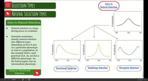 Natural Selection Types Interactive Diagram by Science With Mrs Lau