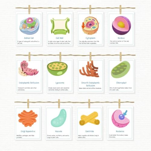 Cell Posters and Flash Cards by Ping Ping Studio | TPT