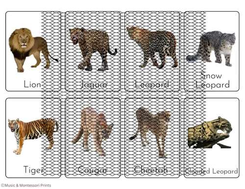 Big Cats/Montessori 3 Part Cards + Info Cards/Fur ID/Writing Acitvity