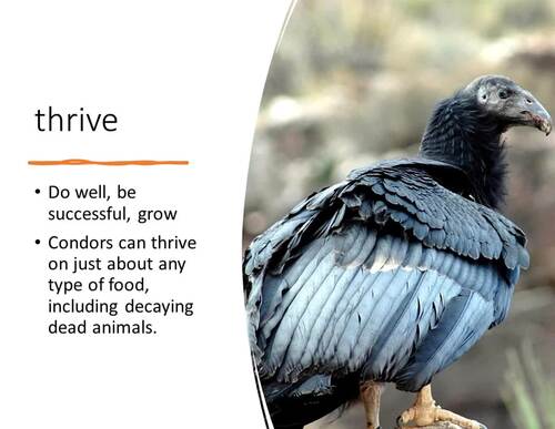 MyView 5th Grade, Unit 2, Week 5 "Let Wild Animals Be Wild" Vocab ...