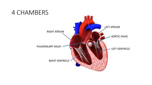 Circulatory System PowerPoint Lesson with Script, Blood Component Lab ...