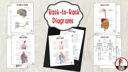 Body Systems: Digestive System (Back-to-Back Diagrams) by Big Red Science