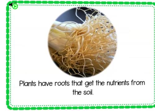 Boom Cards | Plants for K & 1st | Plant Needs | Plant Parts | Plant ...