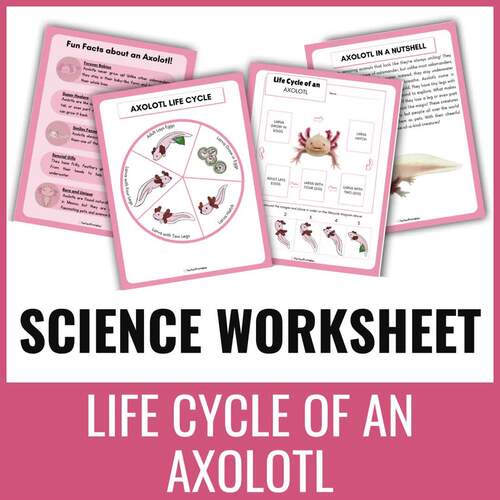 Life Cycle of an Axolotl Worksheet | Amphibian Unit Study With Fun Facts!
