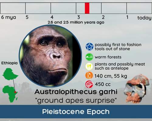 Montessori Coming of Humans Third Great Lesson Printable Research Cards ...