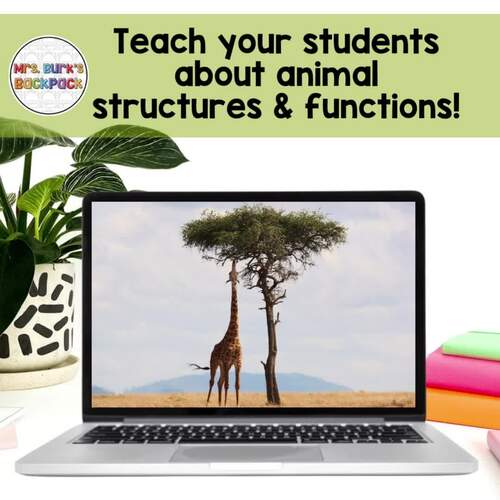 Animal Structures & Functions Lesson Plan, Adaptations Science Activities