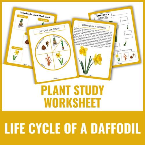 Life Cycle of a Daffodil Worksheet | Spring Plant Unit Study With Fun ...
