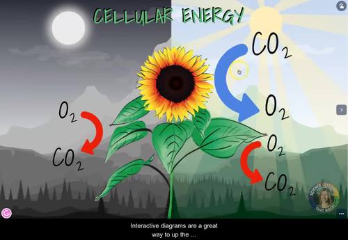 Photosynthesis and Cellular Respiration Webquest Activity | Interactive ...