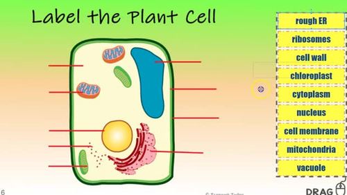 CELLS STRUCTURE & FUNCTION ~Digital Resource for Google Classroom~ Biology