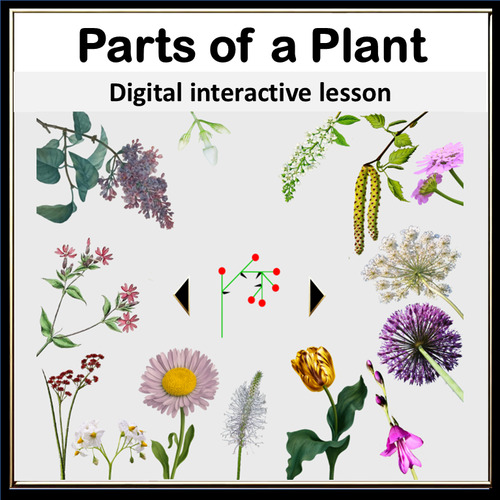 Parts of a Plant – Interactive Botany Lesson with Real-Life Examples