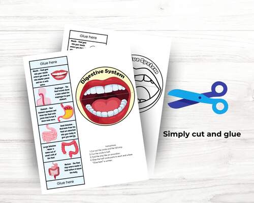 Digestive System Fold Out Craft Human Body Activity by Golden Ash Designs