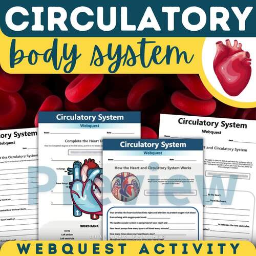 Circulatory System Heart Cardiovascular Webquest Human Body Systems ...