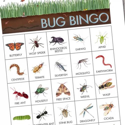 Bug Bingo Game | Insect-Themed Classroom Activity by Ariana Dolan