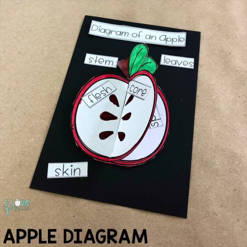 Apples Activities Apple Craft Apple Life Cycle Johnny Appleseed | TPT