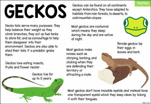 Reptile Information Text Reading Passages about Turtles, Lizards ...