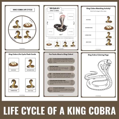 King Cobra Snake Life Cycle Worksheet | Reptiles Science Unit Study ...
