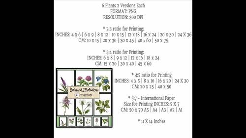 Vintage Style Wildflower Botanical Illustration Print, Botanical ...