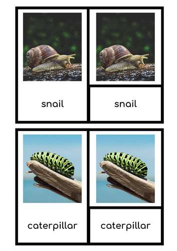 Insects & Bugs | Montessori | 3 part cards by Nuts About Nature Education