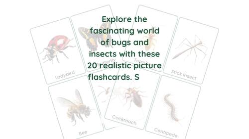 Bugs & Insects Flashcards – 20 Realistic Picture Cards Educational Learning