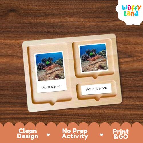 Shrimp Life Cycle Montessori 3-Part Cards - Science Zoology Flashcards