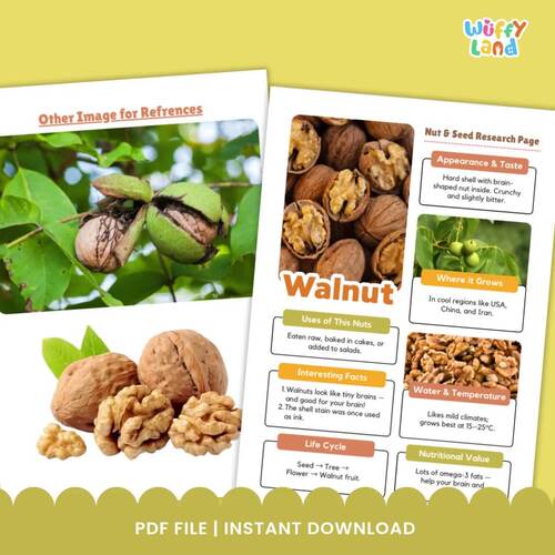 Walnut Nut Research Page Writing Worksheet – Fact and Picture Science ...
