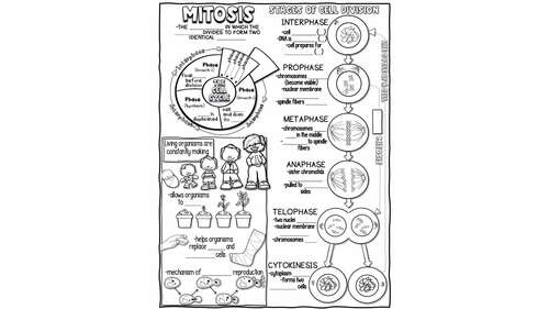Mitosis & Meiosis Bundle | Doodle Notes, Quizzes, PowerPoint & Google ...