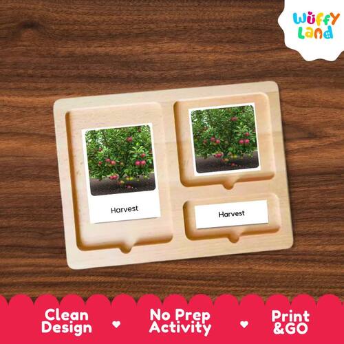 Apple Life Cycle Montessori 3-Part Cards - Science Botany Flashcards
