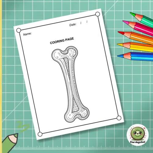 Long Bone Anatomy Labeling Diagram Worksheets | Skeletal System Structure