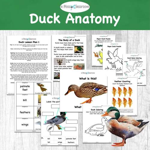 Preschool Duck Unit of Study Counting Colors Lifecycle Anatomy Art ...