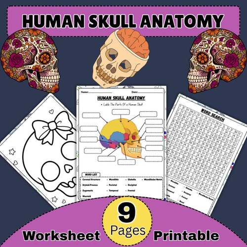 Human Skull Anatomy Worksheet | Skeletal System, Diagram ,Labeling ...