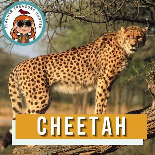 Cheetah informational report article for writing African animal ...