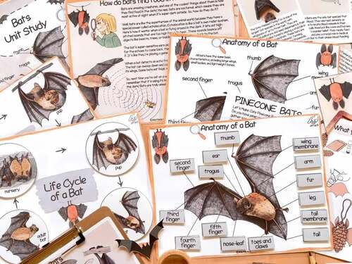 Bats Unit Study Homeschool Fall Activities Bat Anatomy & Life Cycle