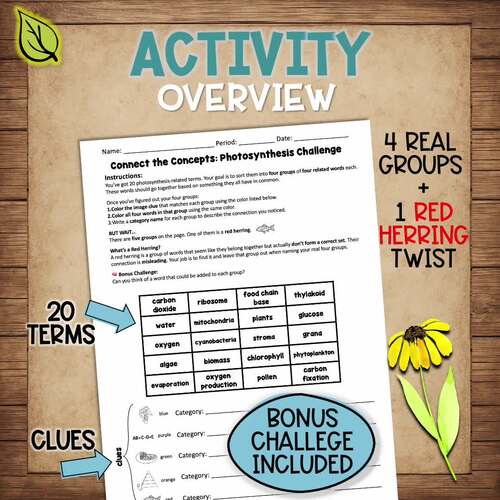 Photosynthesis Connect the Concepts Activity | Critical Thinking ...