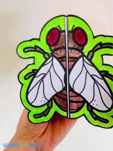 Life cycle of a fly insect sequence and fold cut & paste science craft ...