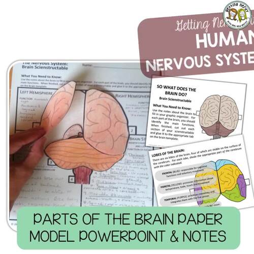 Nervous System | Human Body | Anatomy | Notes & Parts of the Brain ...