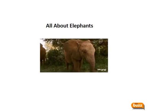 All About Elephants. Reader. Online Quiz. Worksheets and more ...